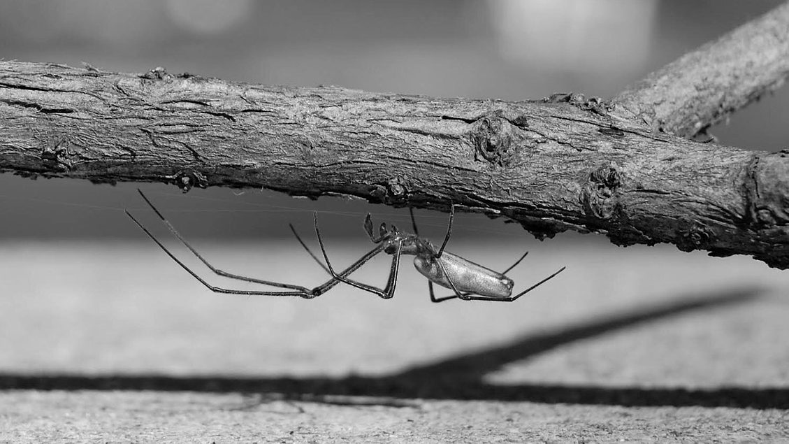 Study shows shoreline spiders move mercury contamination up the food ...